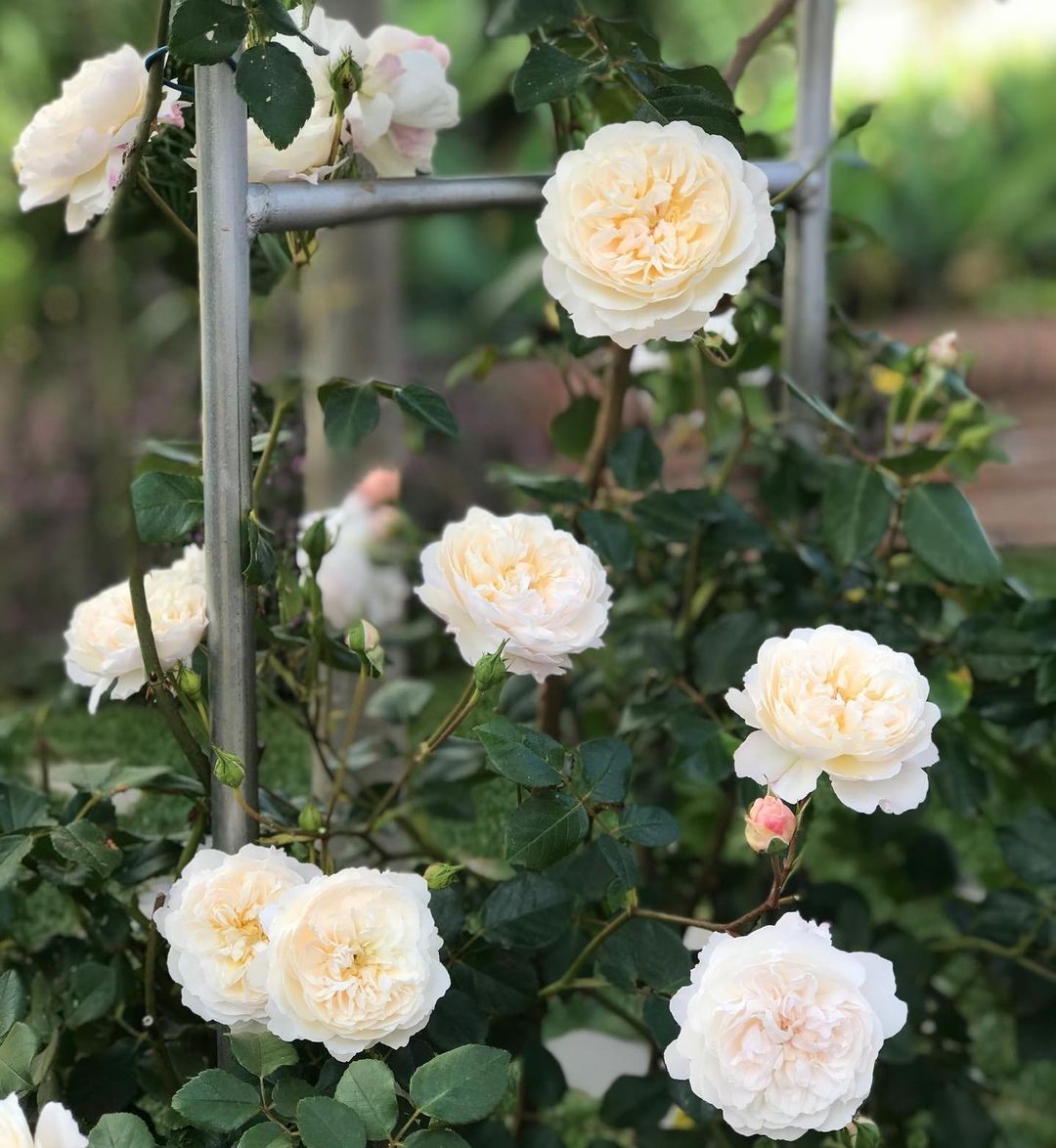 9 Best David Austin Climbing Roses - SONG OF ROSES