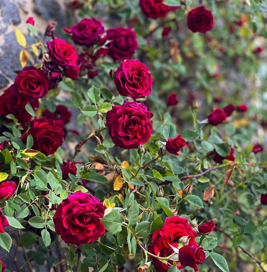 7 Great Varieties of Large-Flowered Climbing Roses - SONG OF ROSES