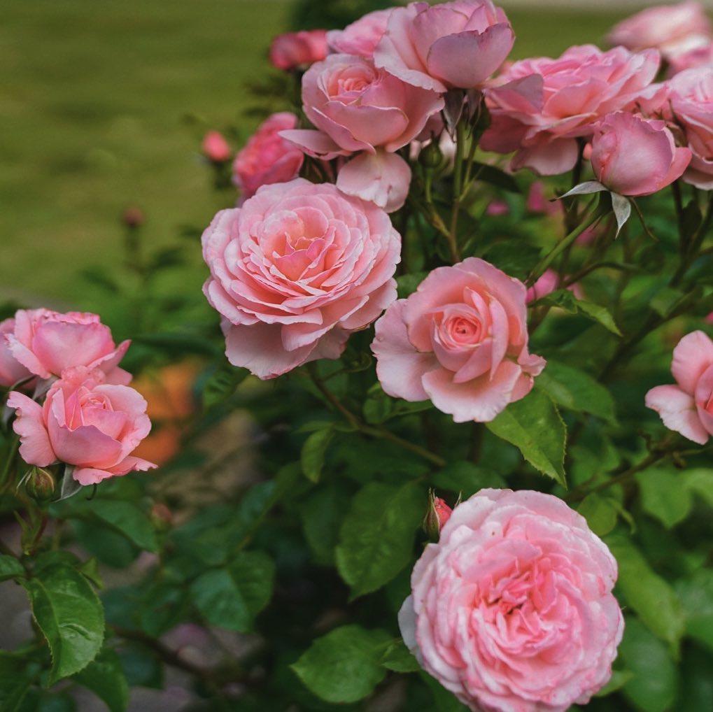 Floribunda Roses That Will Grow Well In Pots - SONG OF ROSES