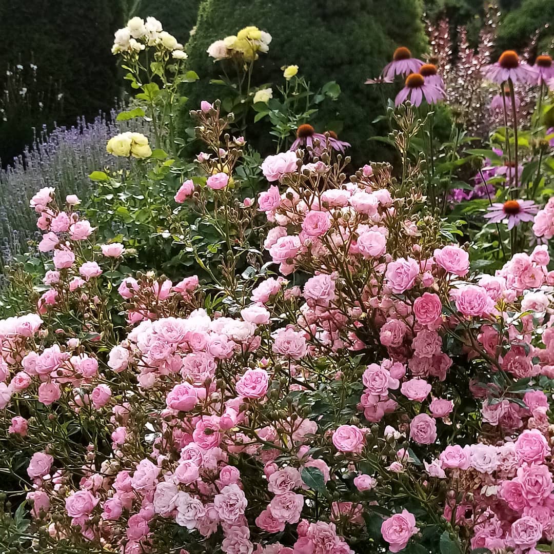 10 Best Groundcover Roses and Care Must-Knows - SONG OF ROSES