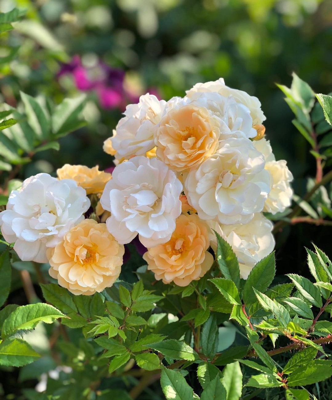 10 Rambling Roses To Grow - SONG OF ROSES