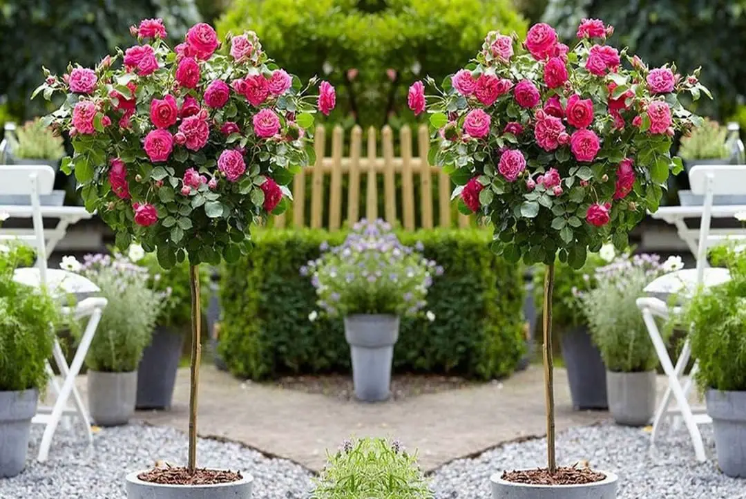 11 Amazing Pink Tree Roses For Your Garden - SONG OF ROSES