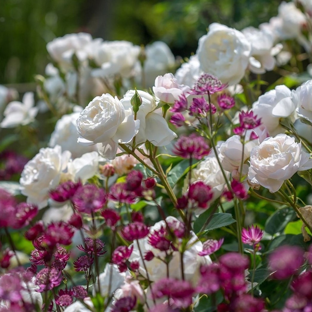 8 Types Of White Roses For Mixed Borders - SONG OF ROSES