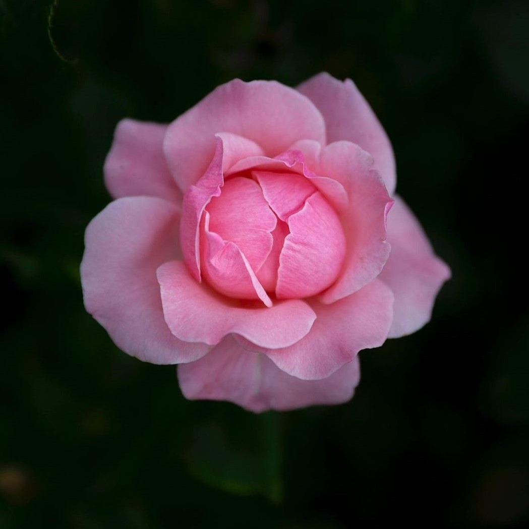 Queen Elizabeth Rose - SONG OF ROSES