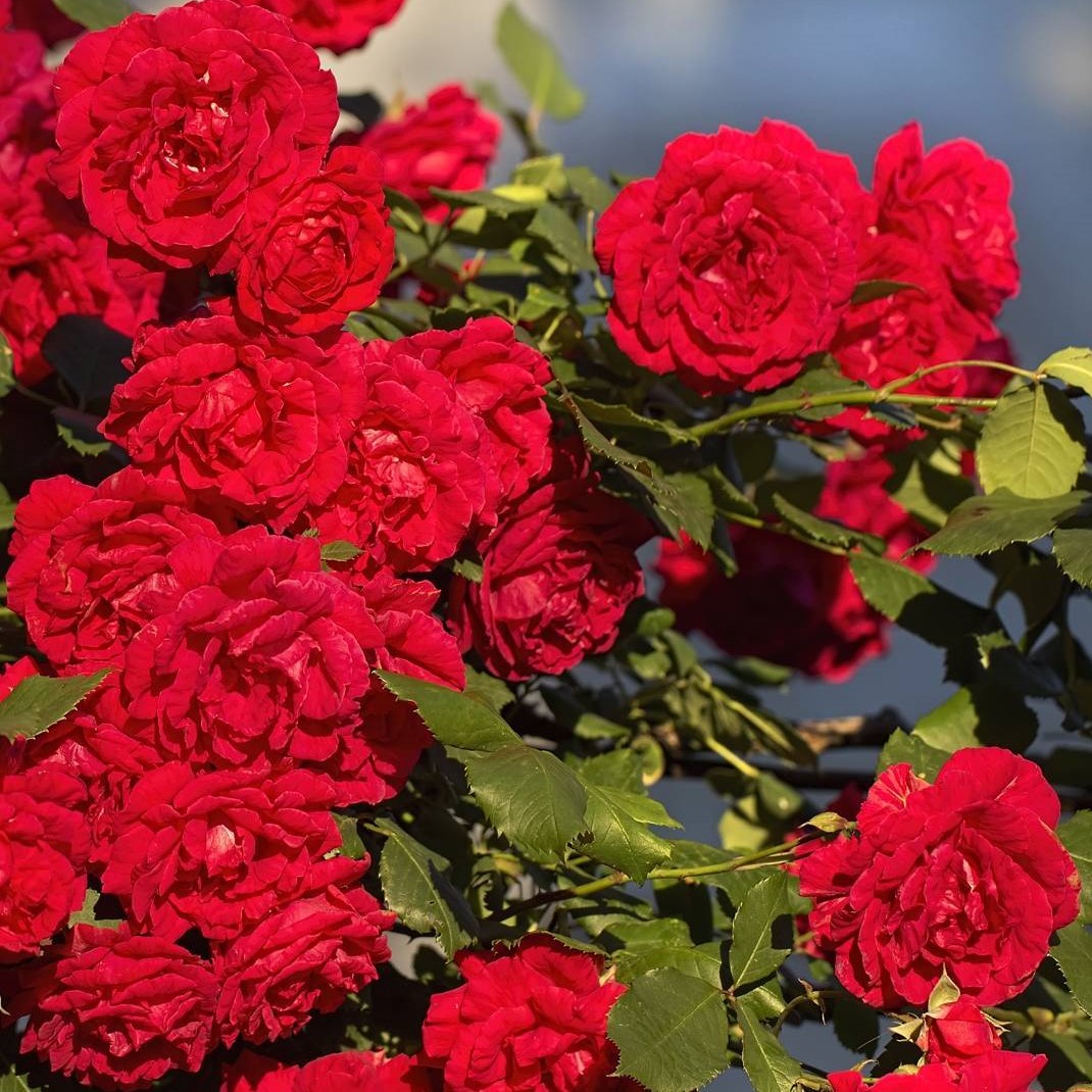 Top 12 Red Rose Bush Varieties - SONG OF ROSES