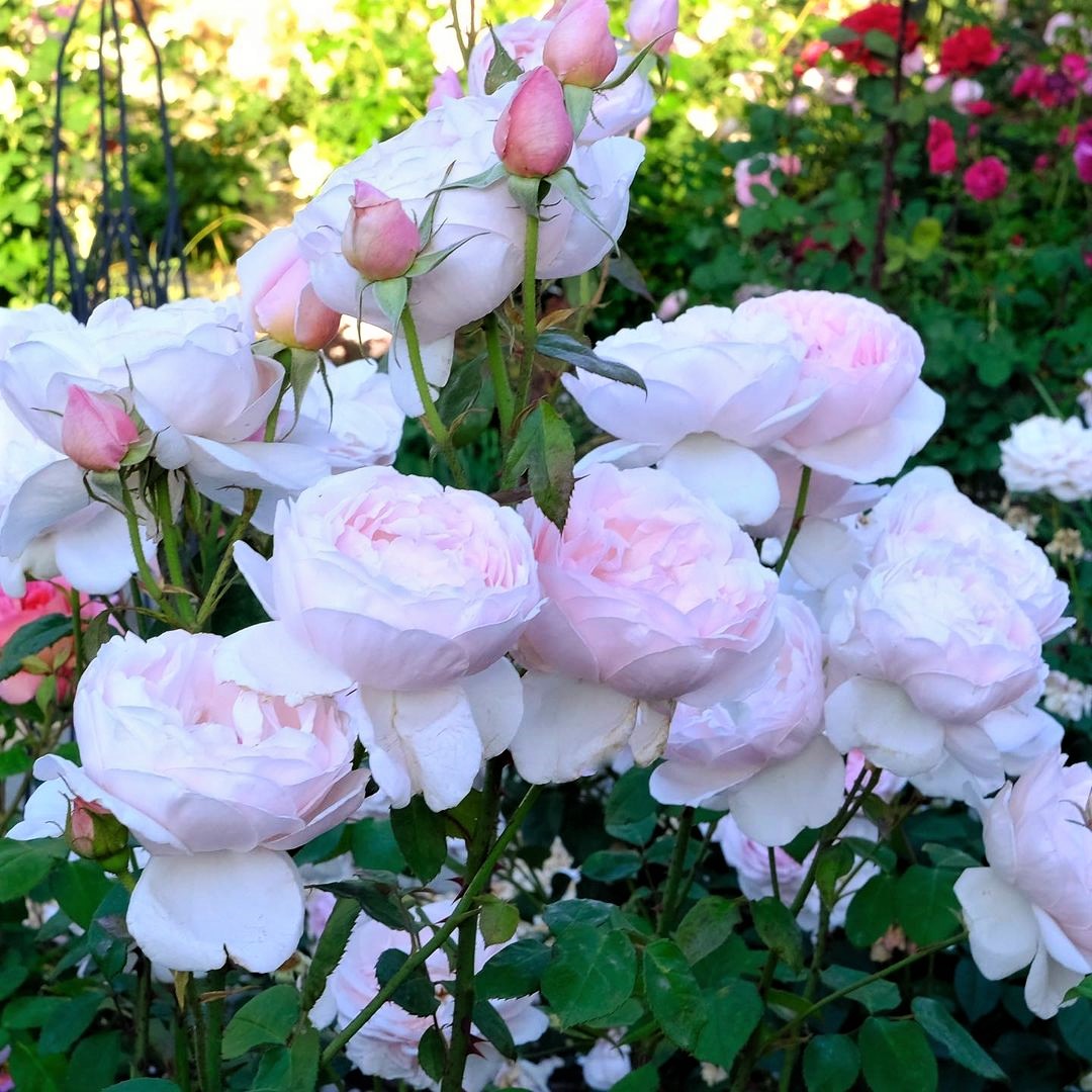 English Rose Fragrances - SONG OF ROSES