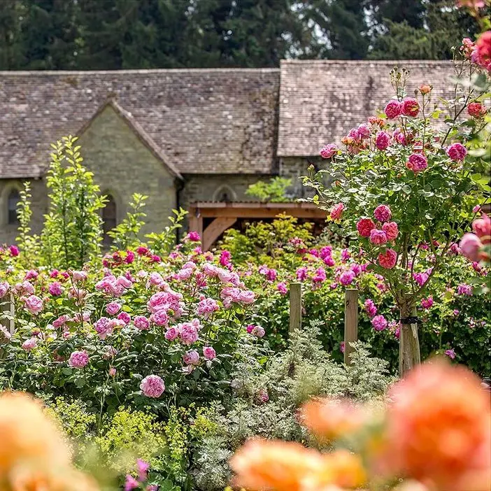 English Roses - Everything You Need To Know - SONG OF ROSES