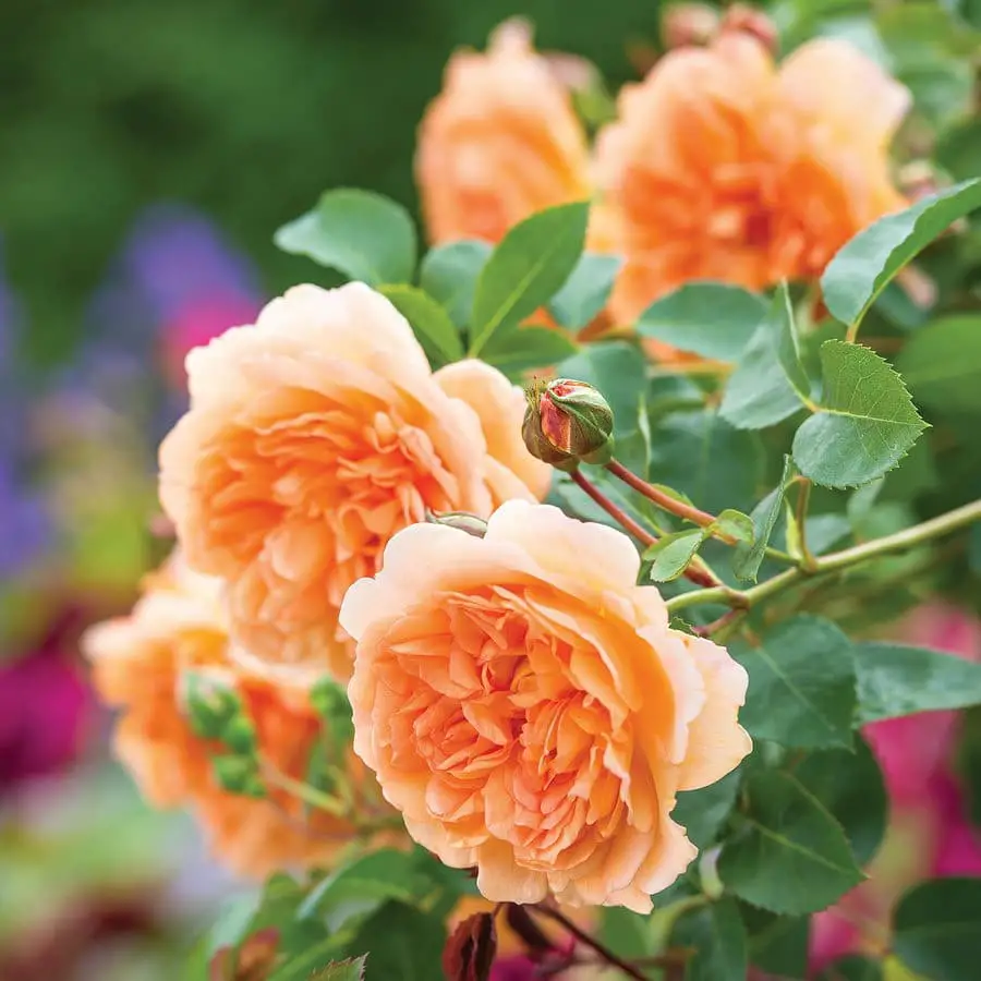 12 Shade Tolerant English Roses - SONG OF ROSES