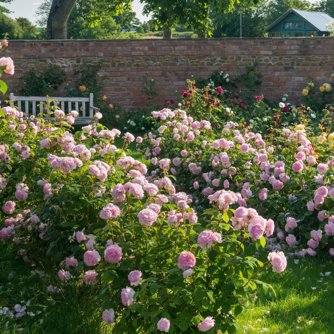 9 Of The First David Austin English Roses - SONG OF ROSES