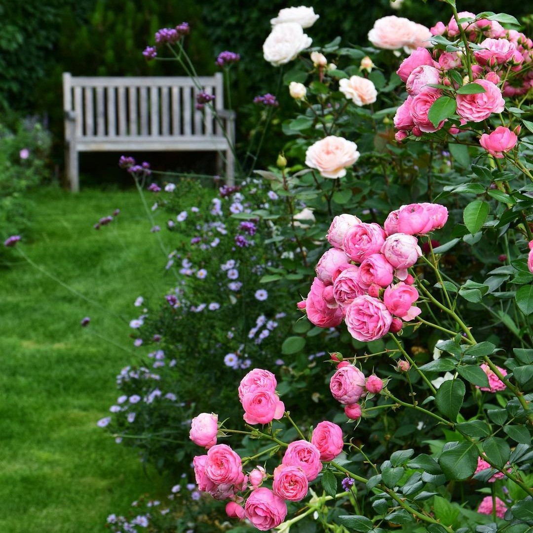 15 Everblooming Hybrid Tea Roses - SONG OF ROSES