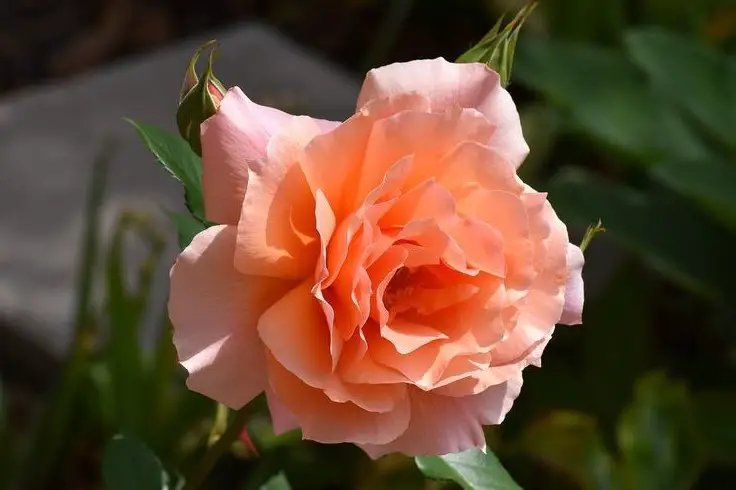 Orange Roses Meaning – A Complete Guide - SONG OF ROSES