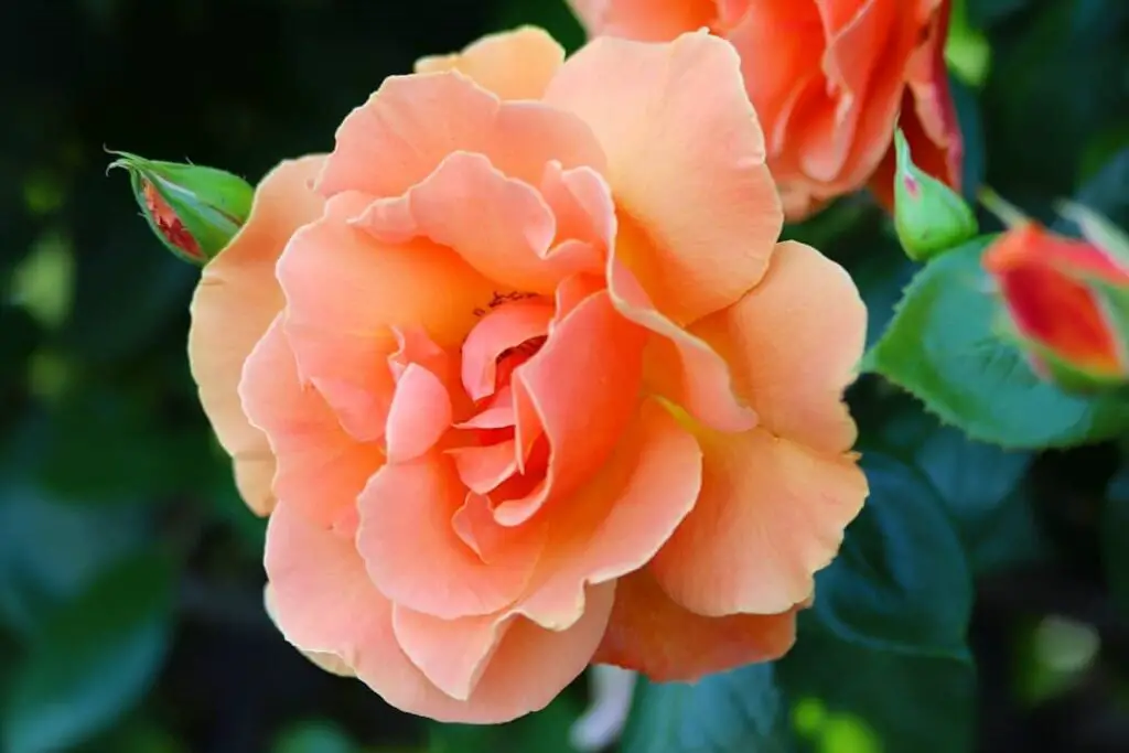 Orange Roses Meaning – A Complete Guide - SONG OF ROSES