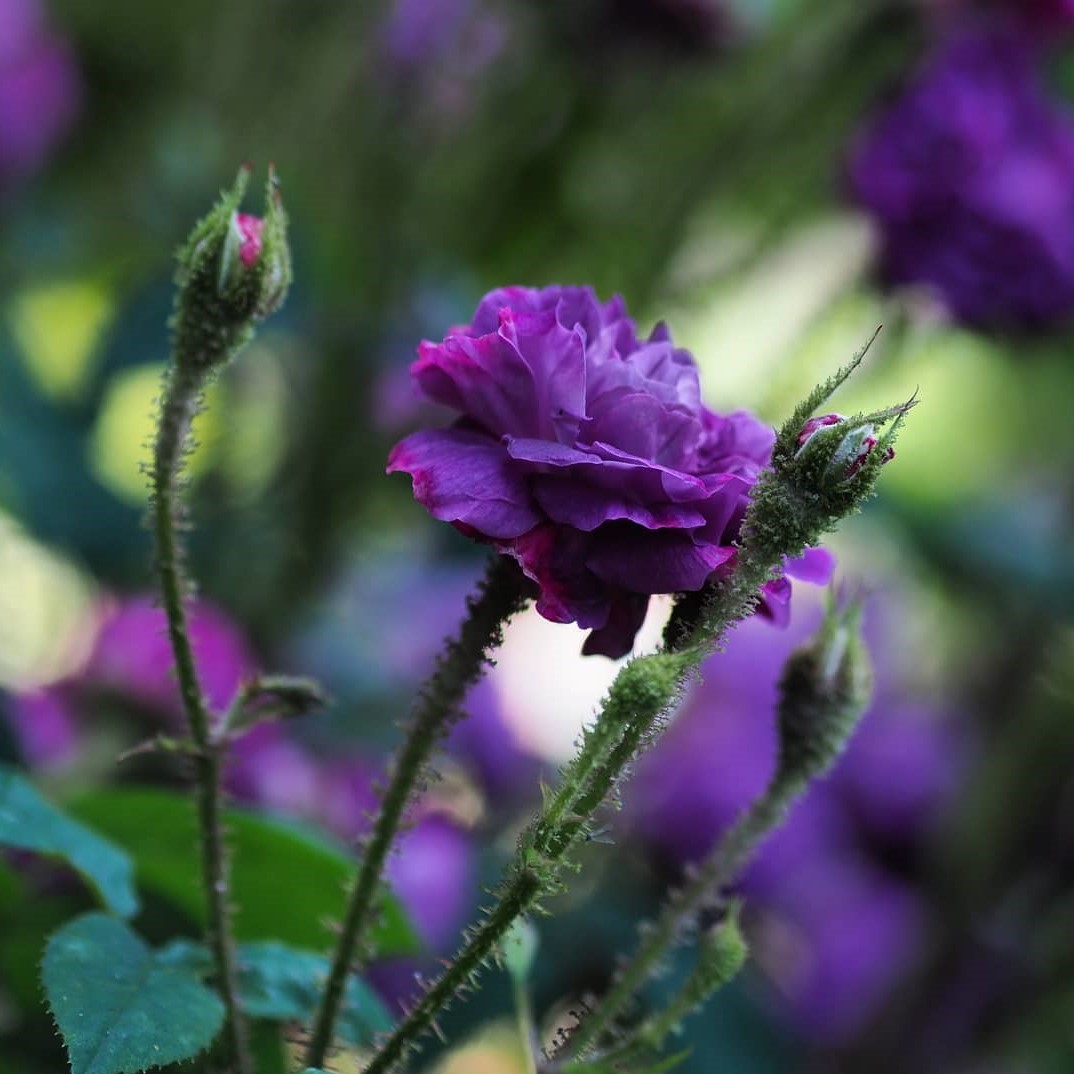 9 Dark Purple Roses For Your Garden - SONG OF ROSES
