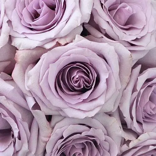 10 Light Purple Roses You Should Plant - SONG OF ROSES