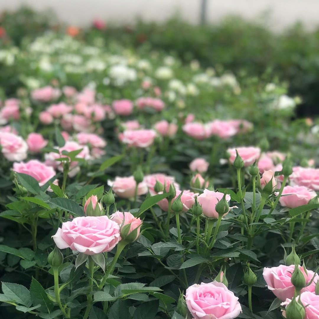 14 Miniature Roses You Should Plant - SONG OF ROSES