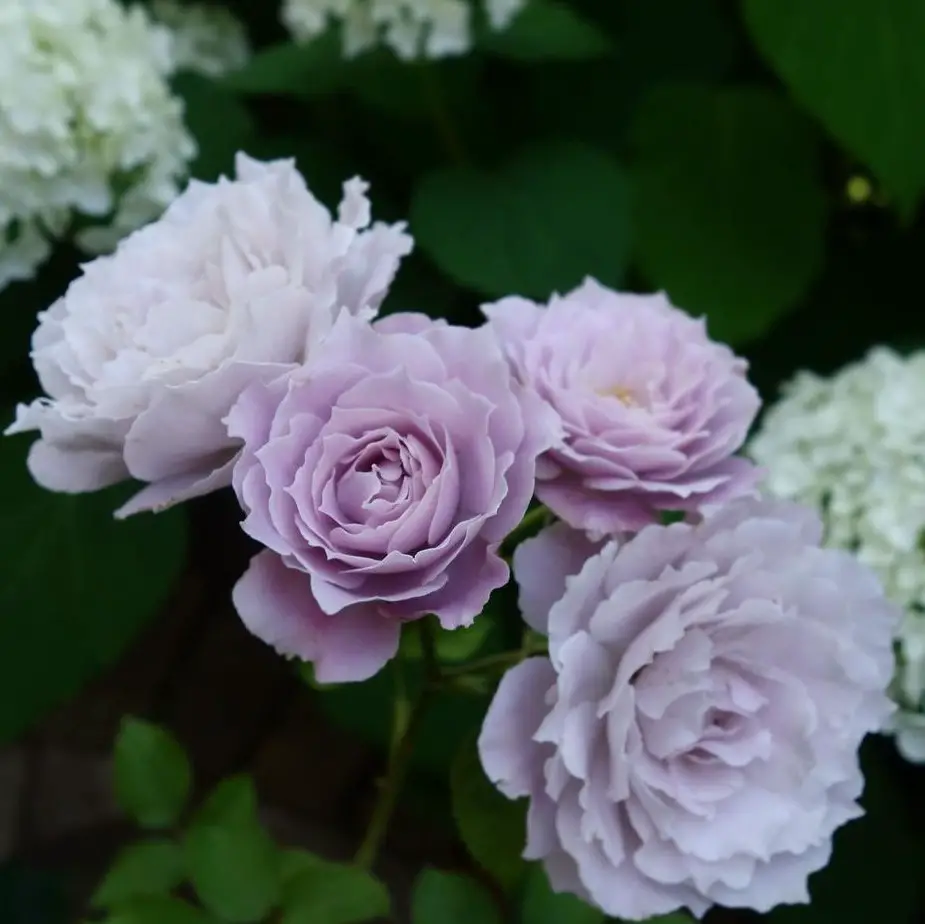 11 Beautiful Purple Roses To Grow - SONG OF ROSES