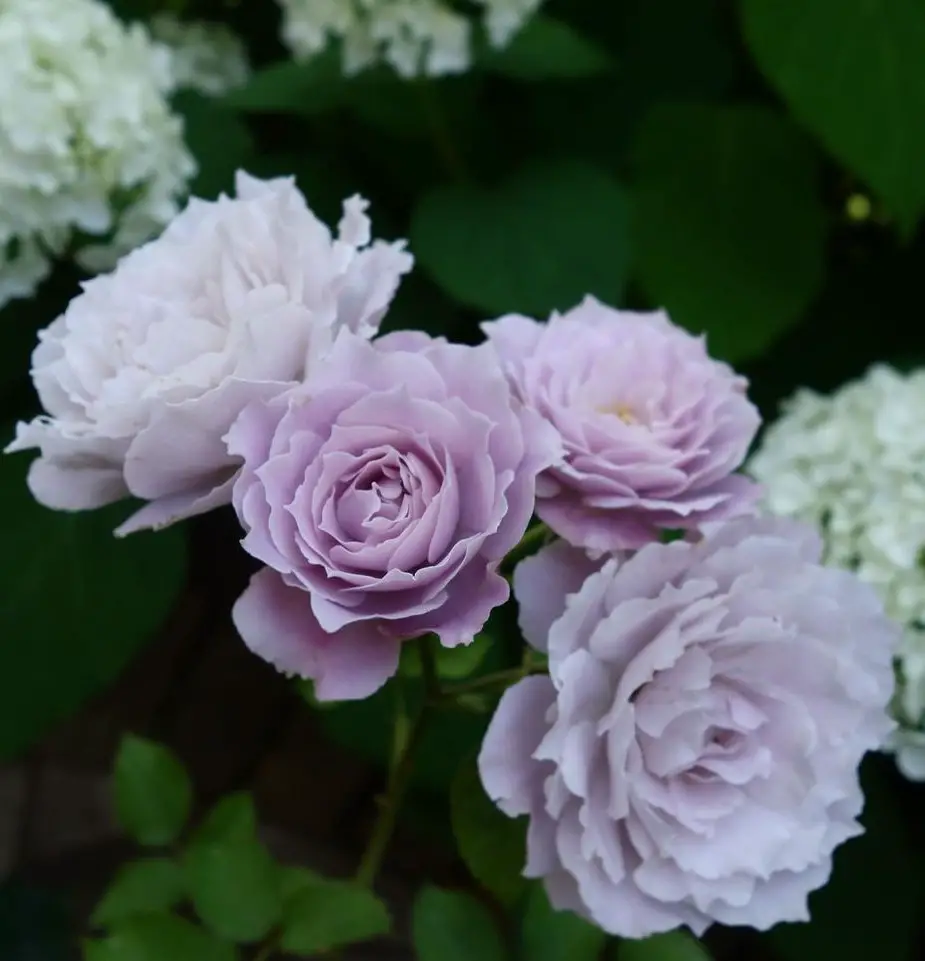 11 Beautiful Purple Roses To Grow - SONG OF ROSES