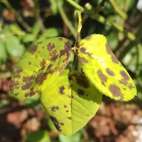 Rose Diseases: Five Of The Most Common - SONG OF ROSES