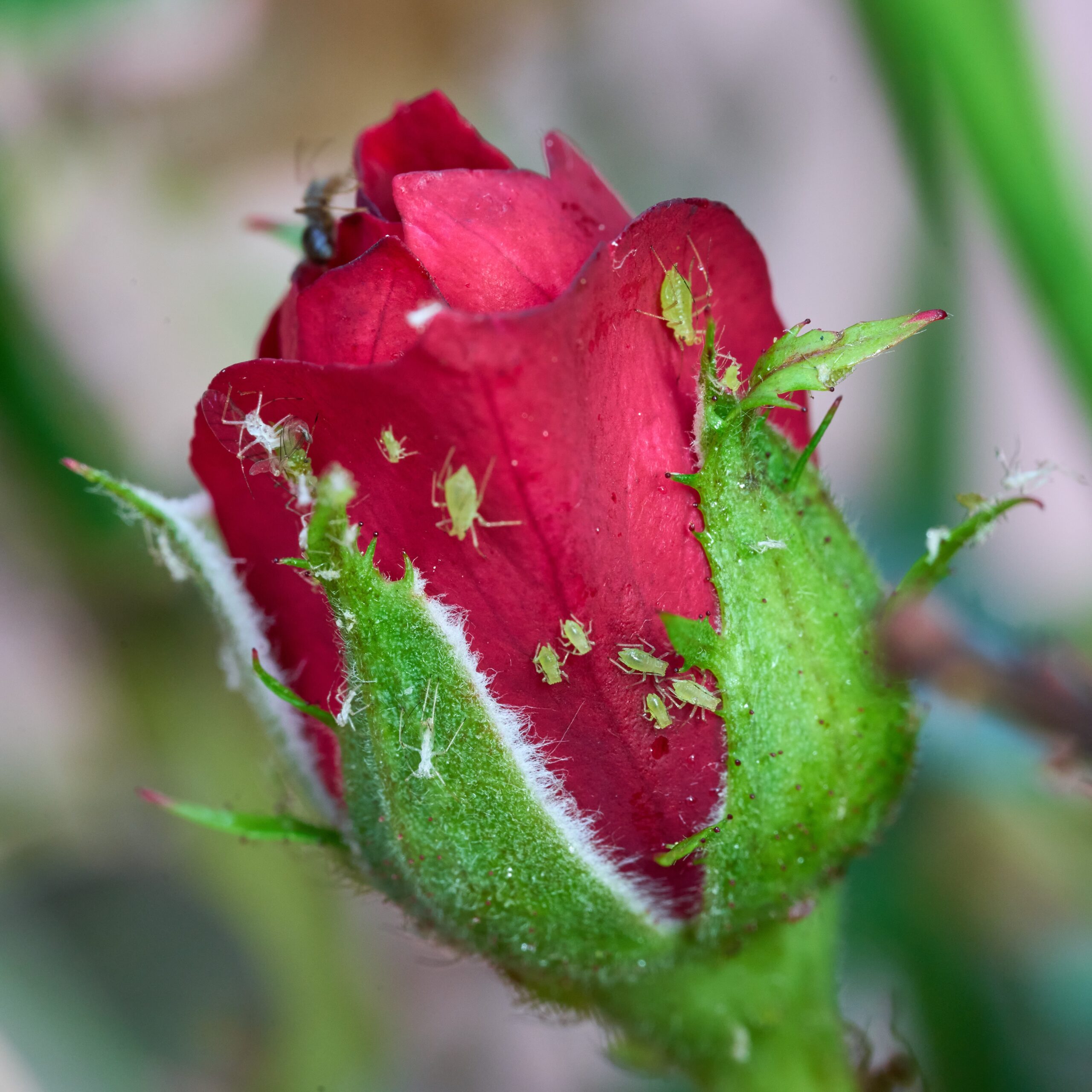 Eliminating Aphids On Roses: A Step-by-Step Guide - SONG OF ROSES