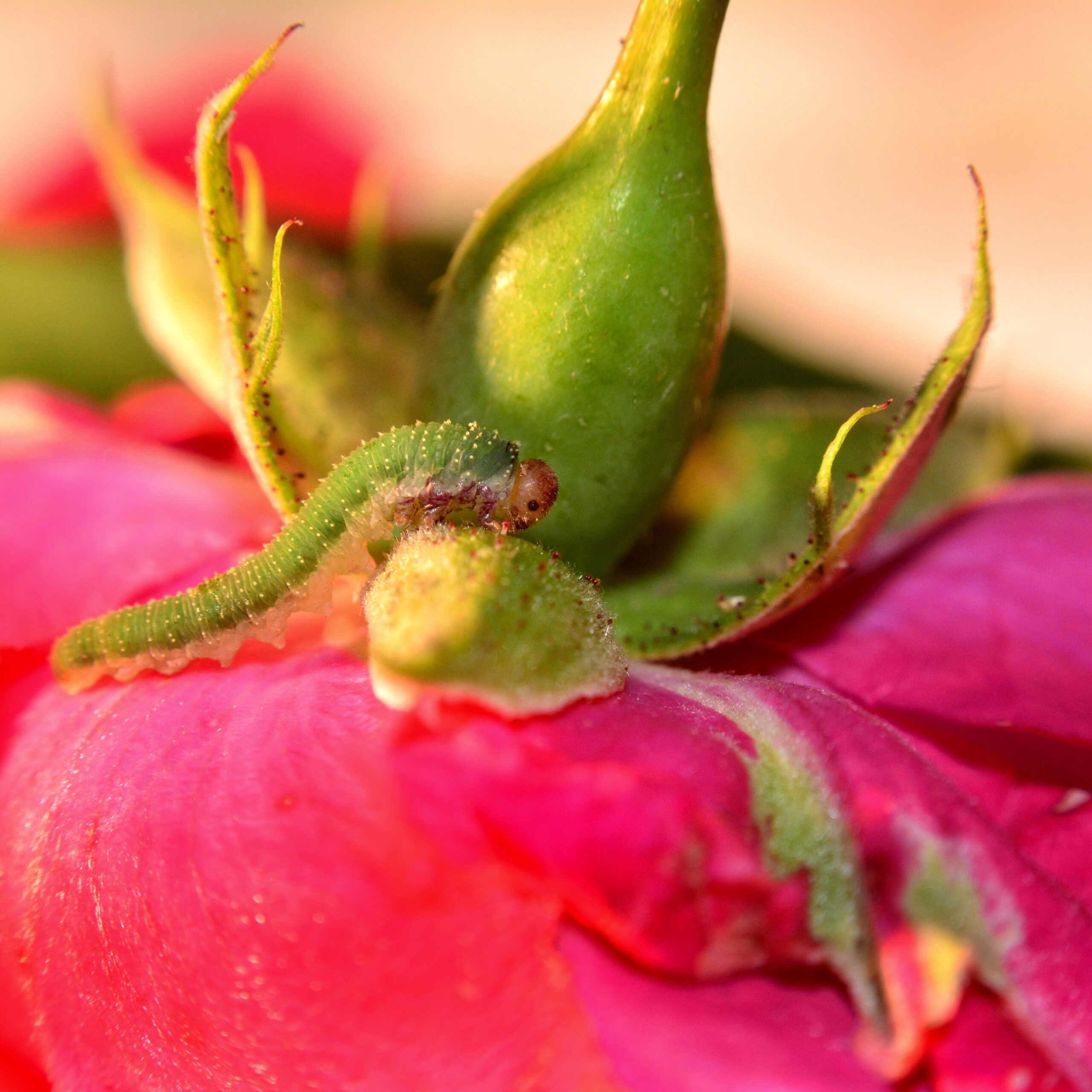 Rose Slugs: How To Identify & Eradicate Them - SONG OF ROSES