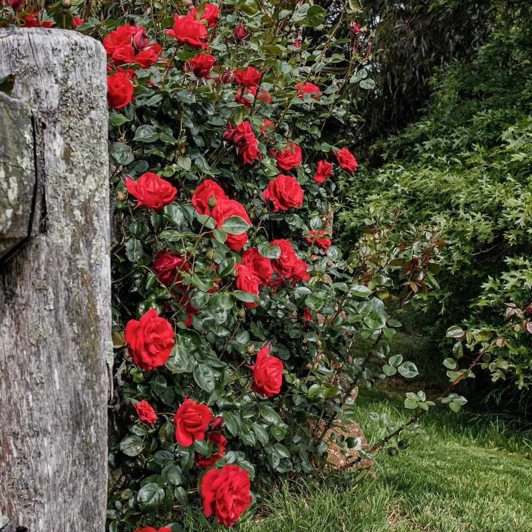 Thriving Climbing Roses For Zone 4 Gardens - SONG OF ROSES