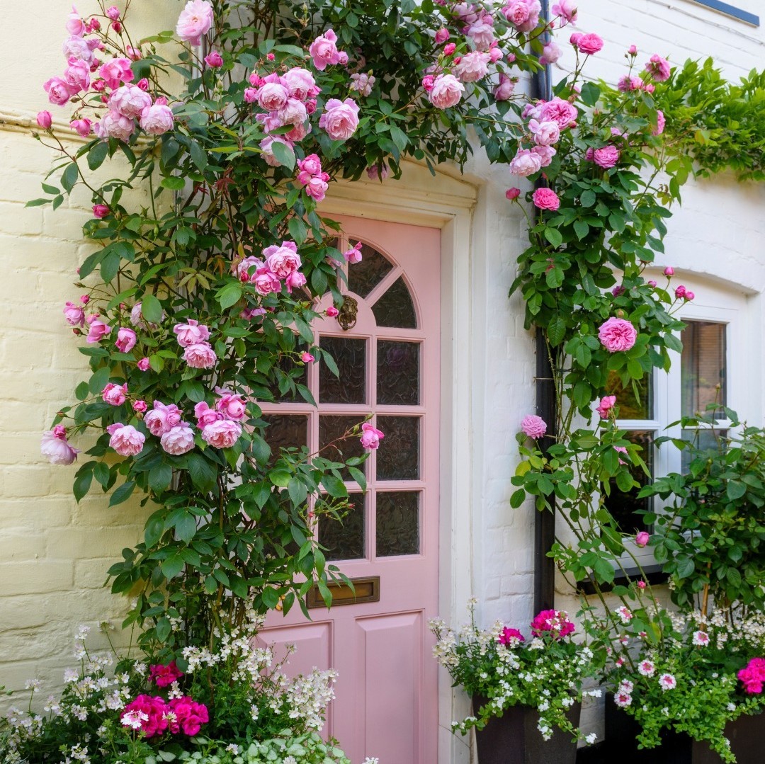 Discover The Best Types Of Climbing Roses - SONG OF ROSES