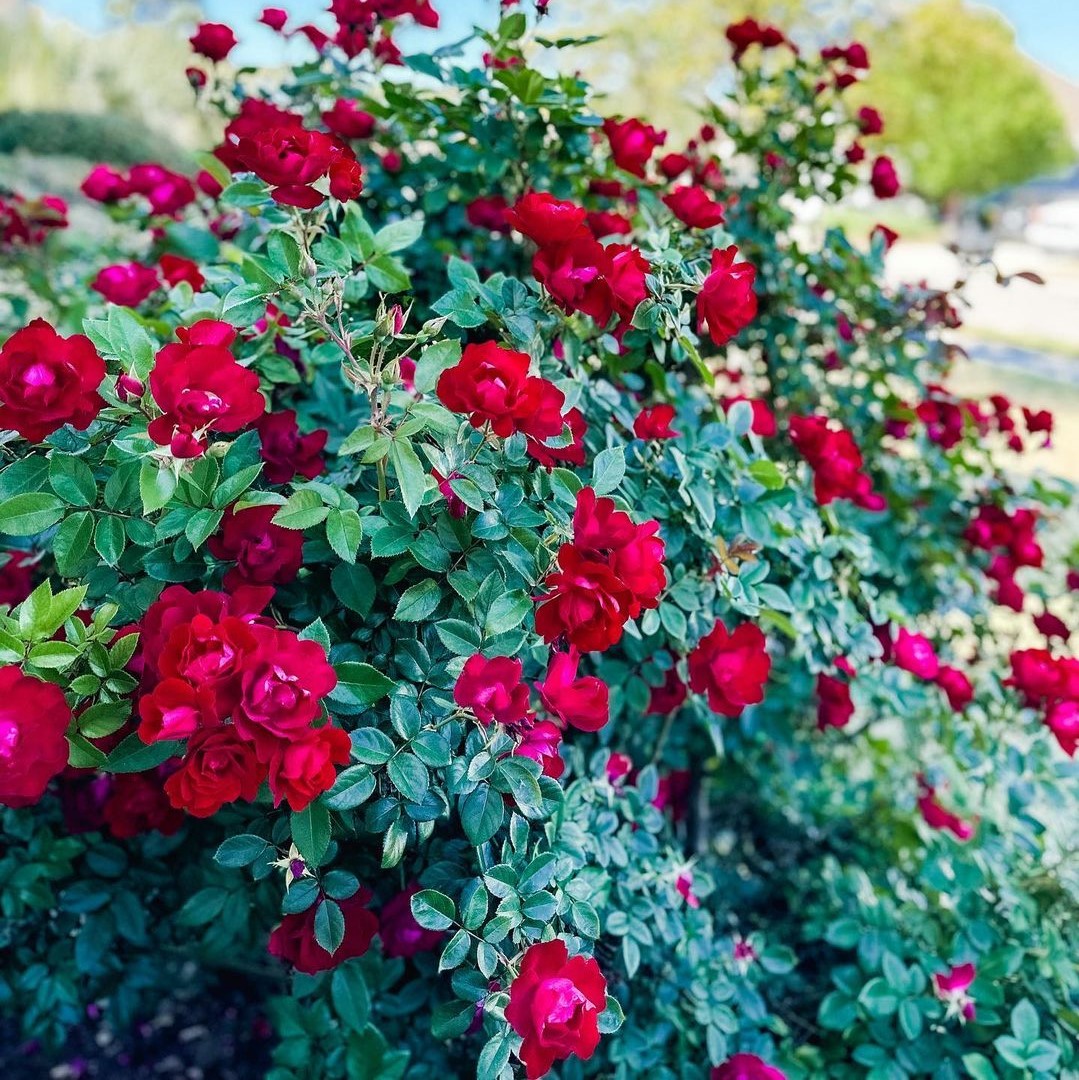 Top 10 Floribunda Rose Bush Varieties - SONG OF ROSES