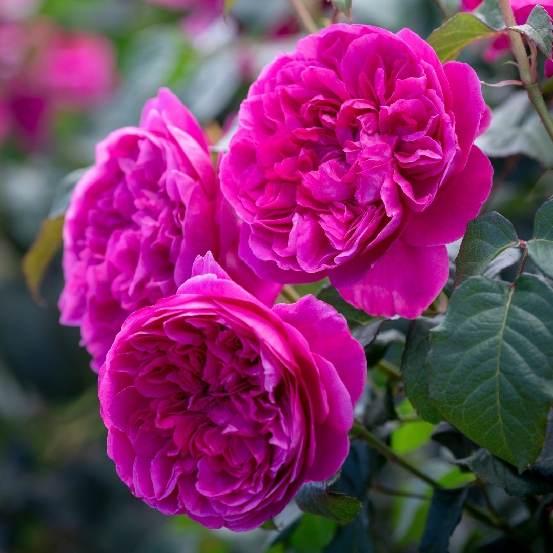 Tea Roses - The Ultimate Guide - SONG OF ROSES