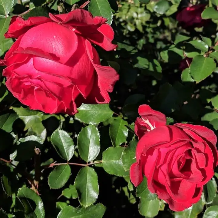 20+ Red Roses To Choose For Your Garden - SONG OF ROSES