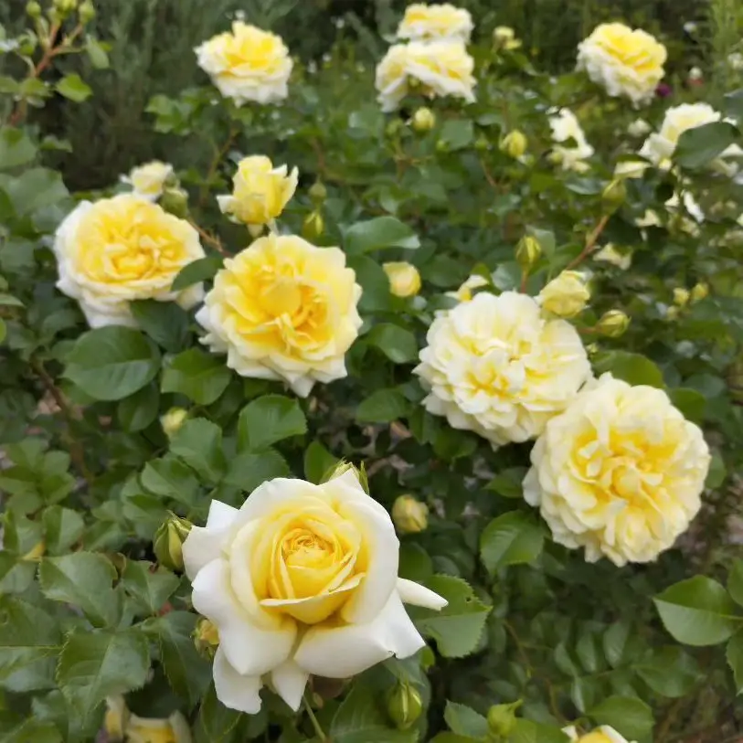 20+ Yellow Roses To Choose From - SONG OF ROSES