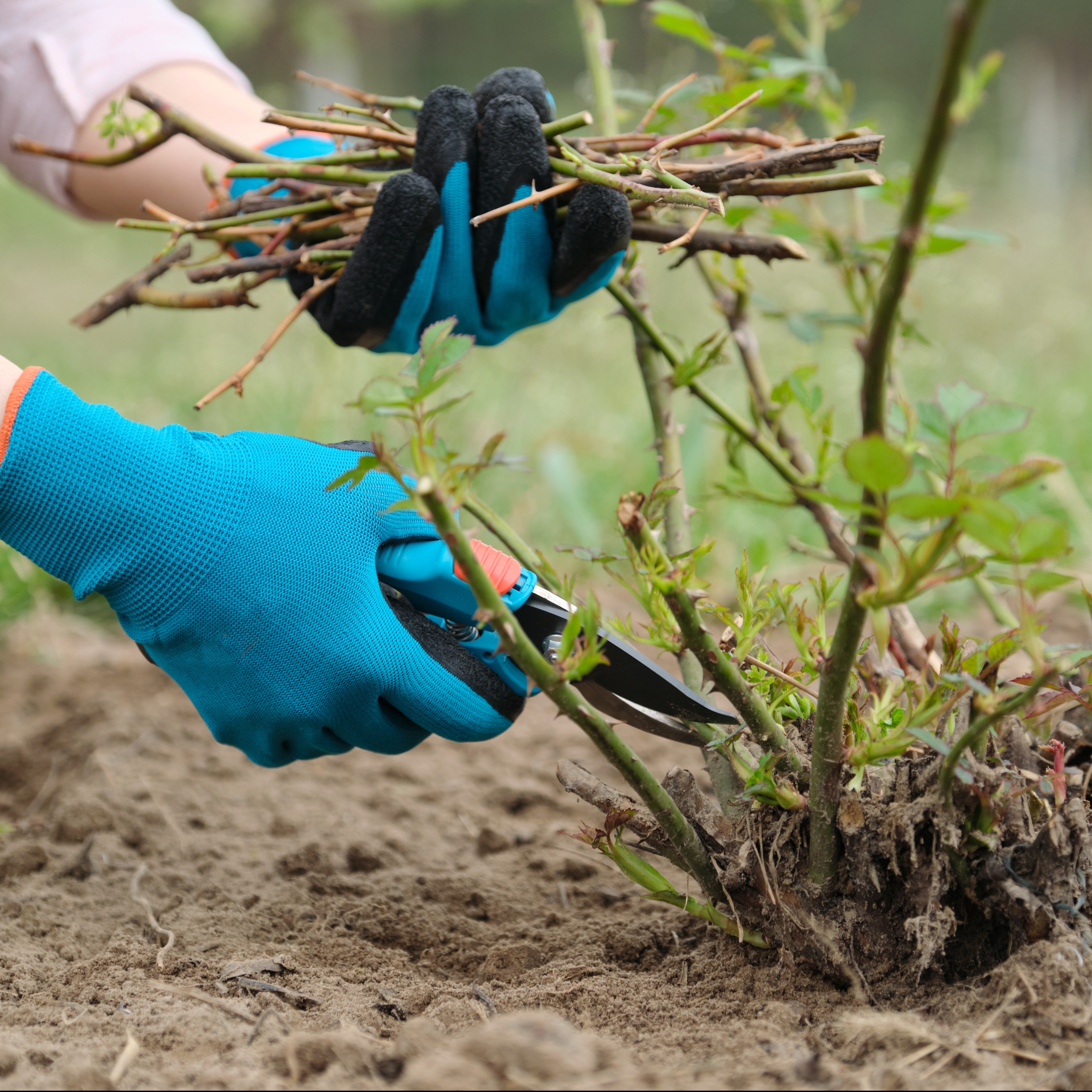 How To Prune Roses (+Techniques By Rose Type) - SONG OF ROSES