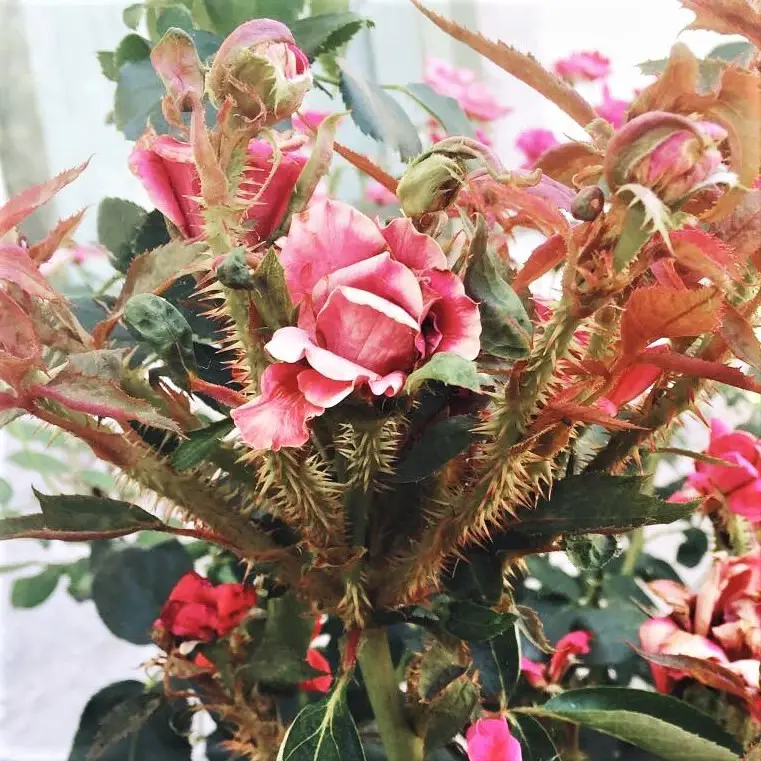 Rose Rosette Disease - How To Identify & Treat - SONG OF ROSES