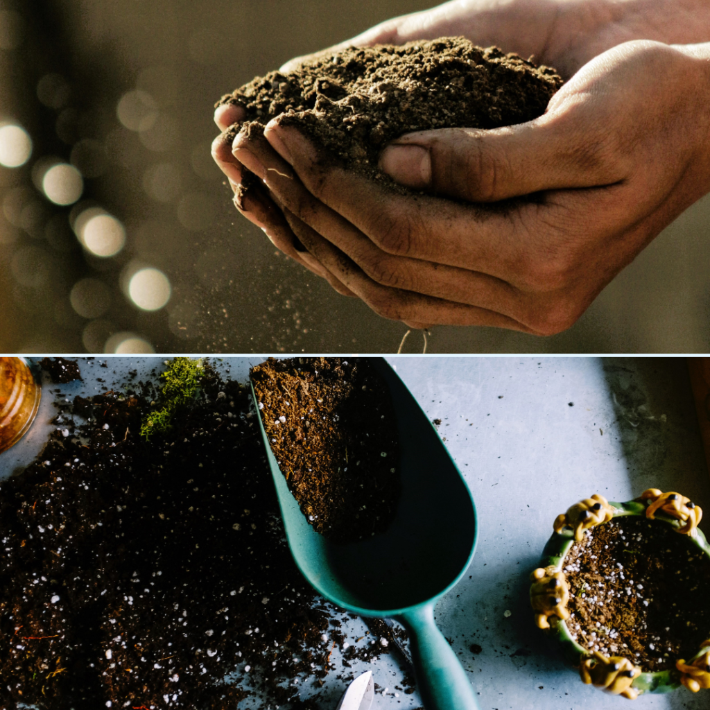 Garden Soil Vs Potting Soil (Key Differences) - SONG OF ROSES