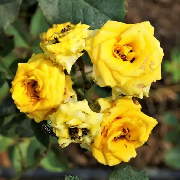 Rose Midges - How To Get Rid Of Them - SONG OF ROSES