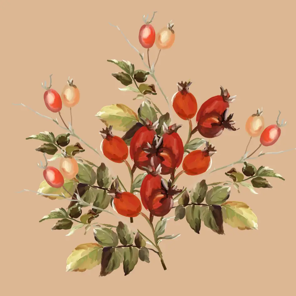 What Are Rose Hips? (Benefits And Uses) - SONG OF ROSES