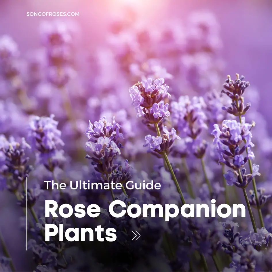 Rose Companion Plants - The Ultimate Guide - SONG OF ROSES
