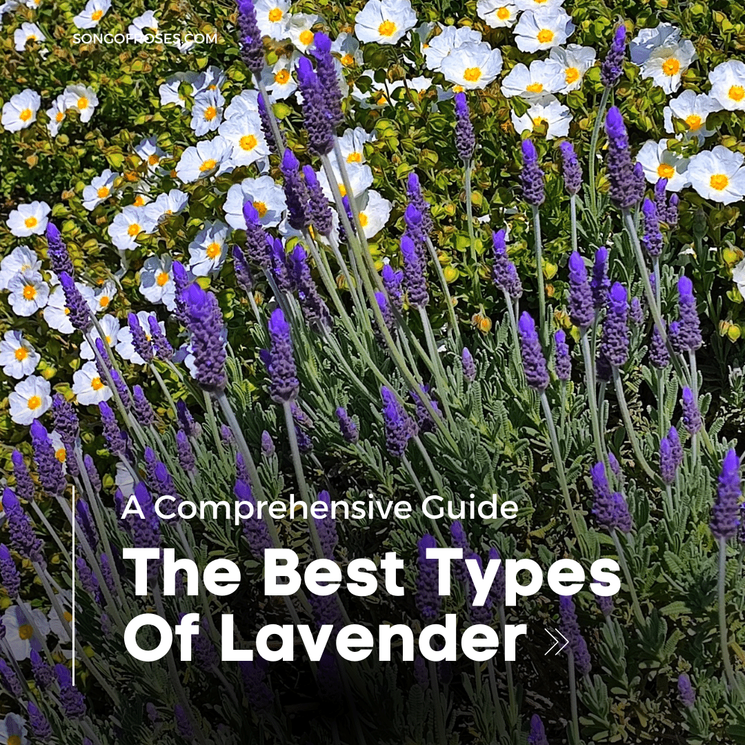 The Best Types Of Lavender: A Comprehensive Guide (+Pictures) - SONG OF ...